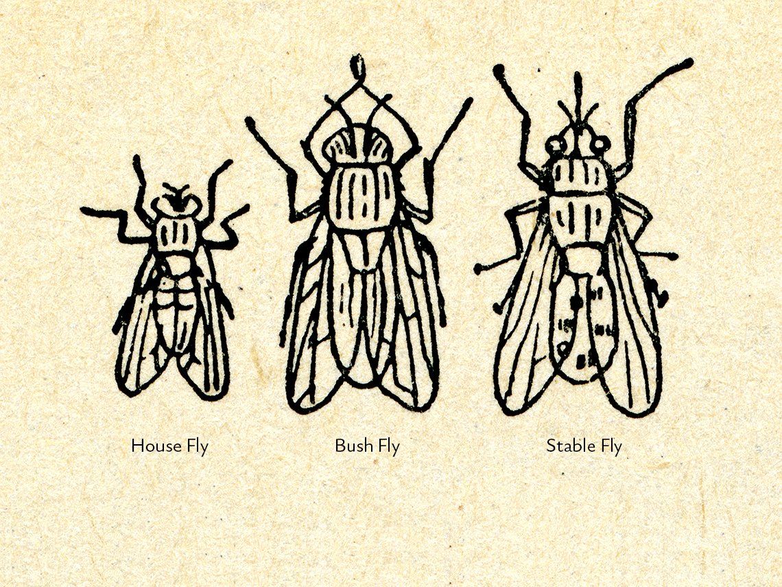 Stable Fly Action Group