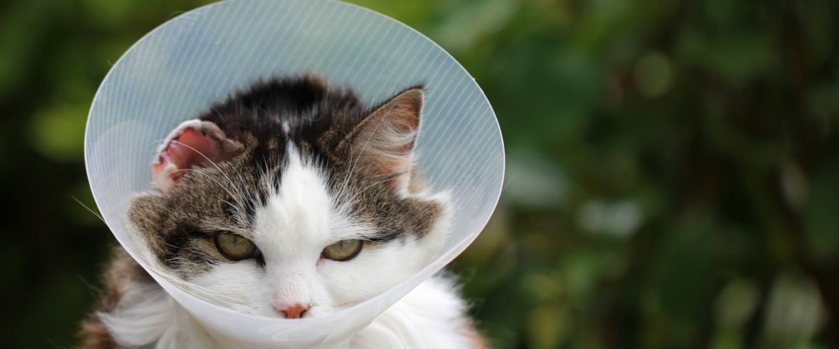 The importance of Spaying and Neutering your Pets