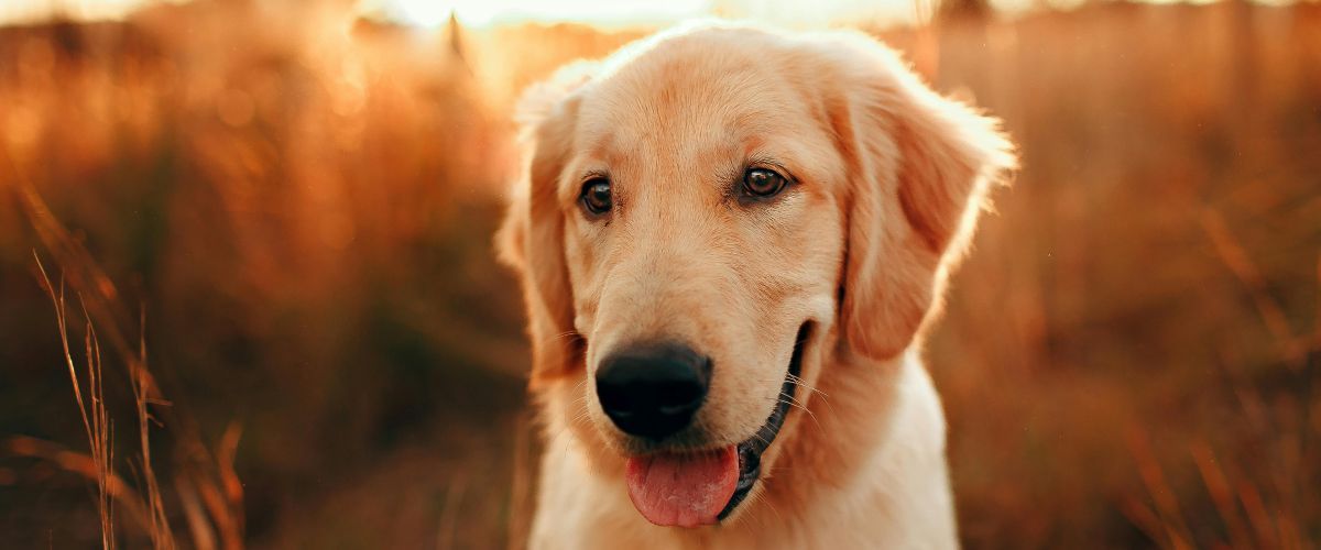 Learn about Golden Retrievers