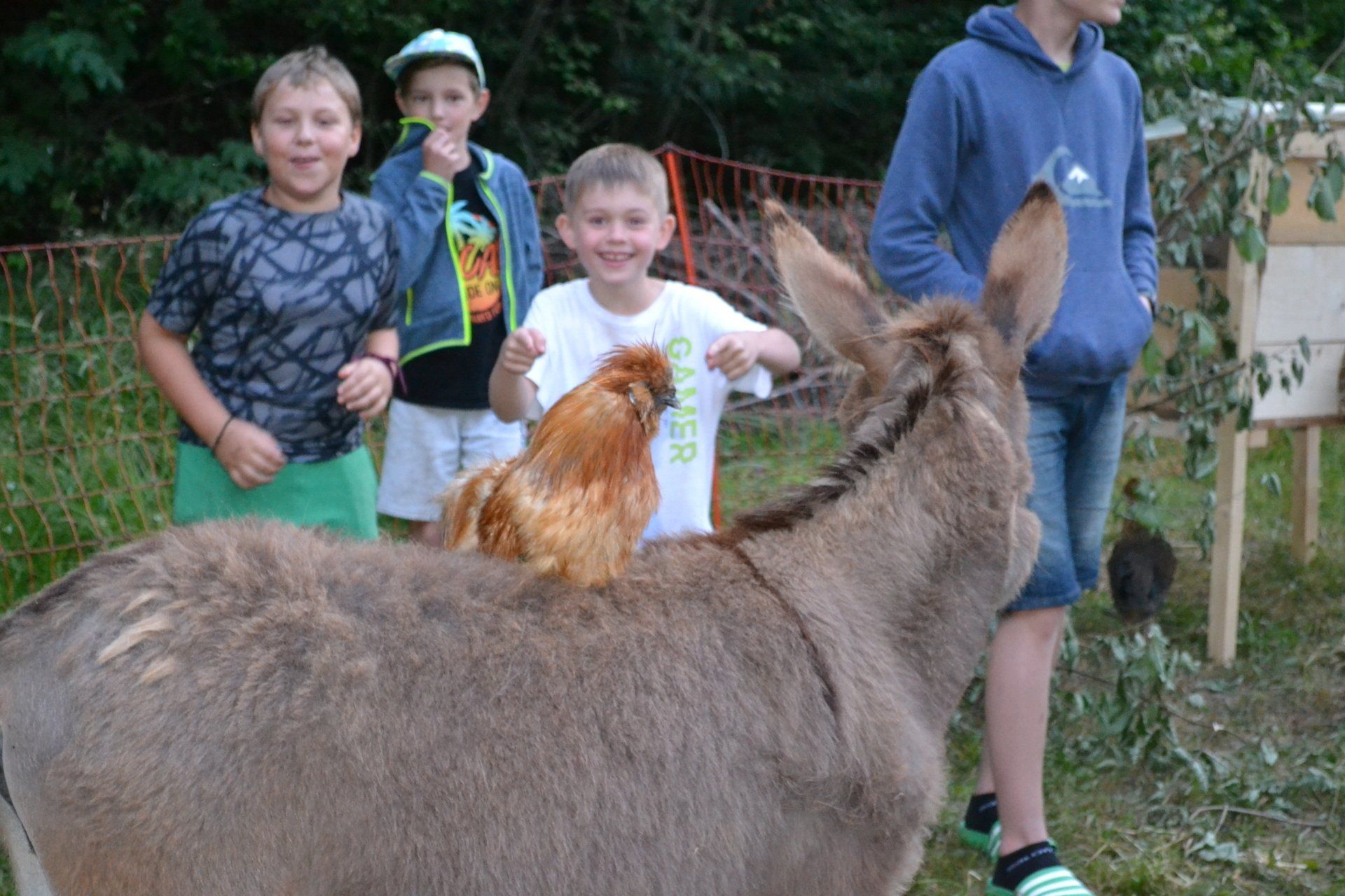 Gozdni oddelek = Nepozabni poletni tabori