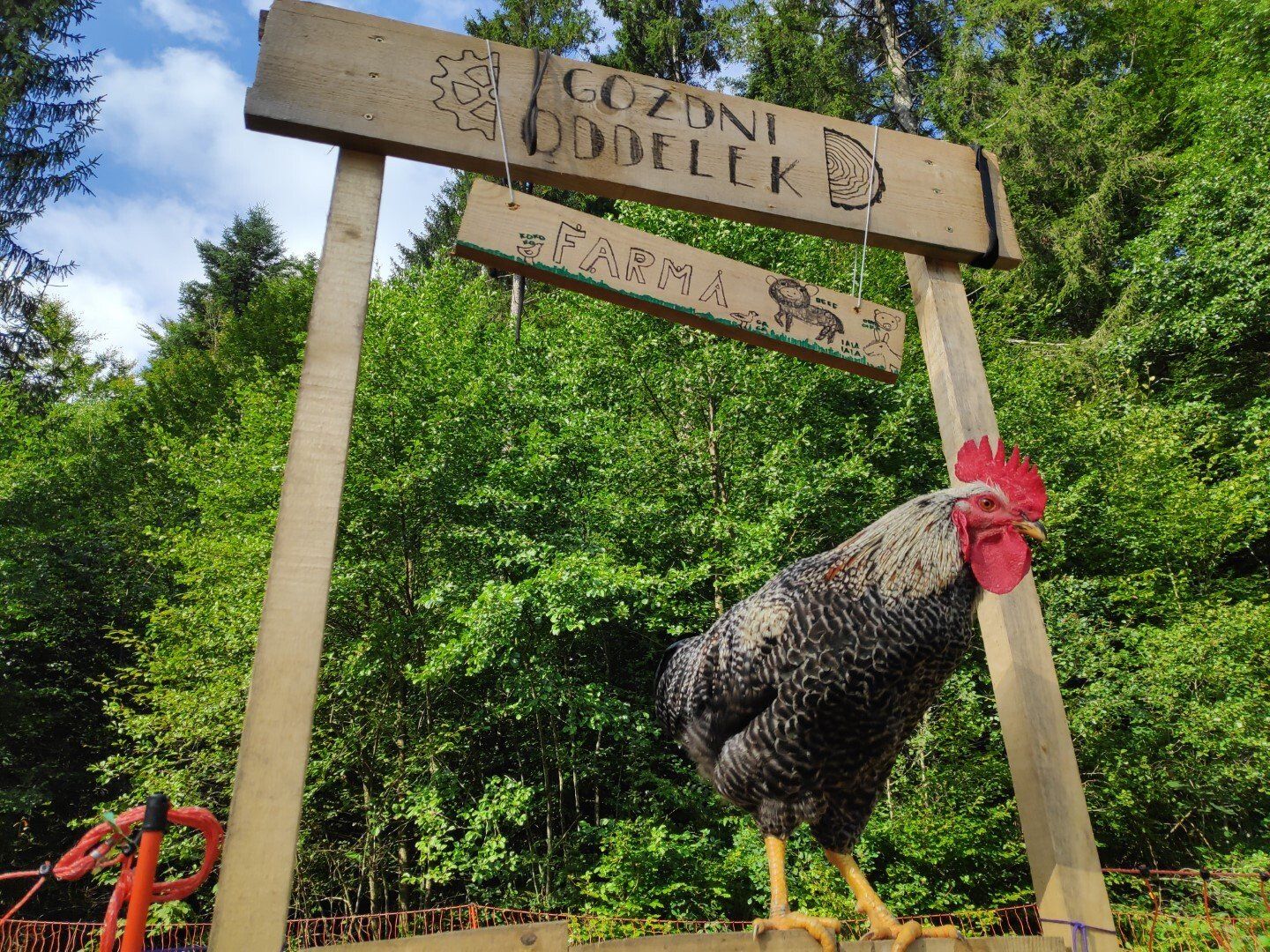 Gozdni oddelek = Nepozabni poletni tabori