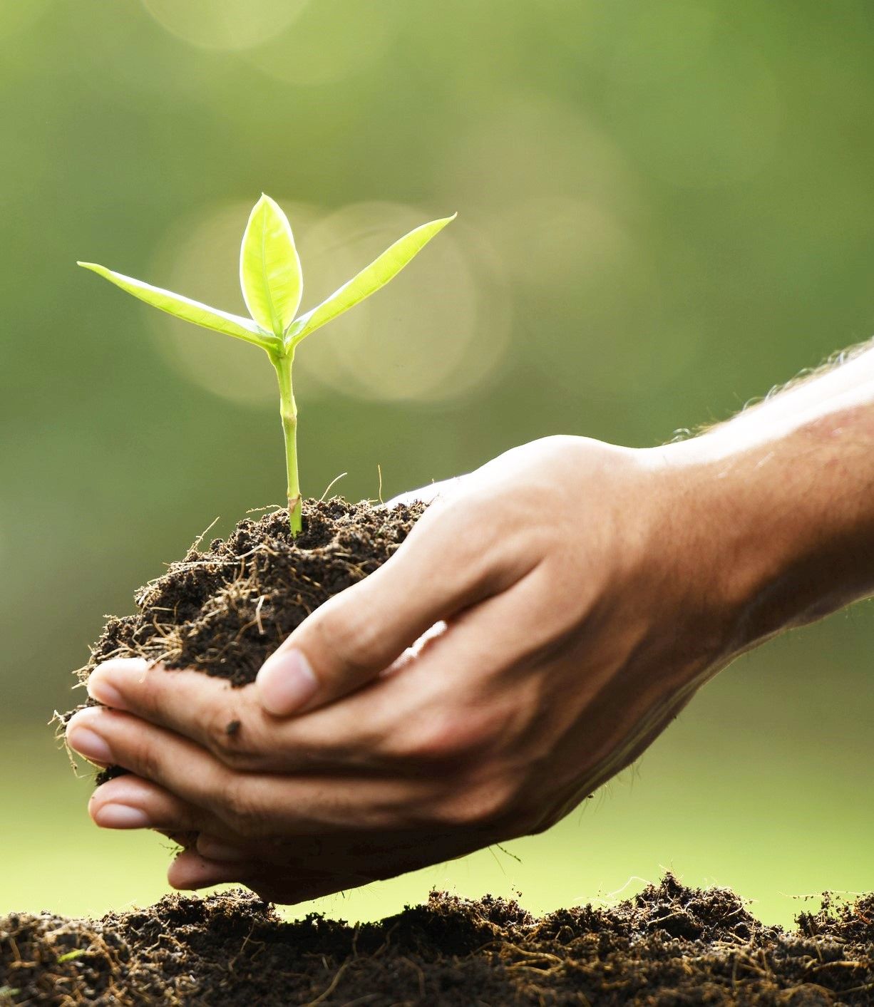 Phoenix Urnen heeft al 110 bomen gedoneerd aan Treesforall.nl