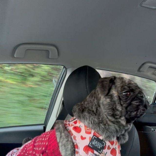 About Us | Tiny Paws Pug Rescue