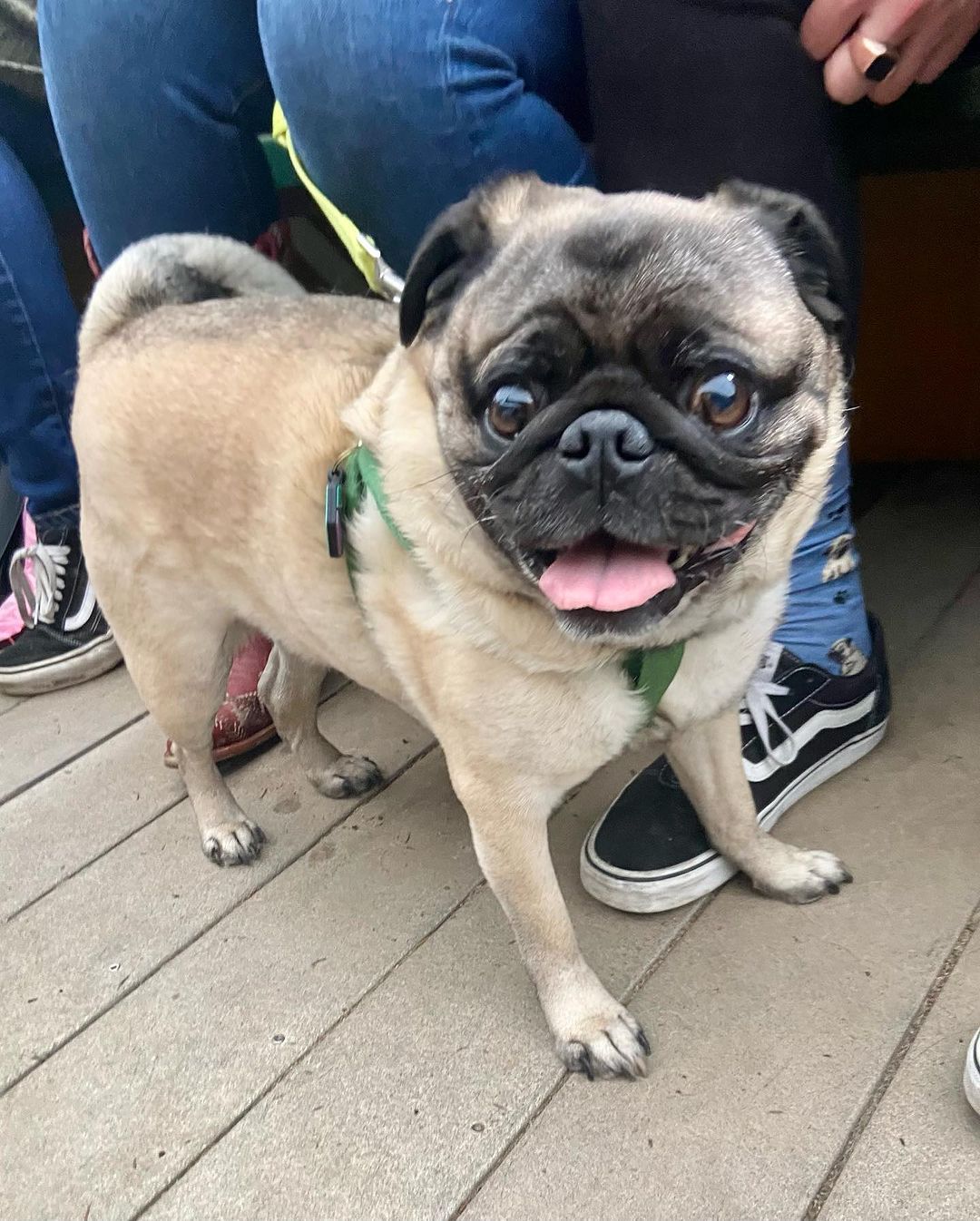 About Us | Tiny Paws Pug Rescue