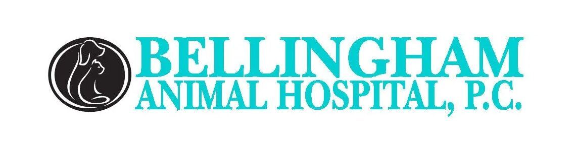 Full-Service Animal Hospital | Bellingham, MA