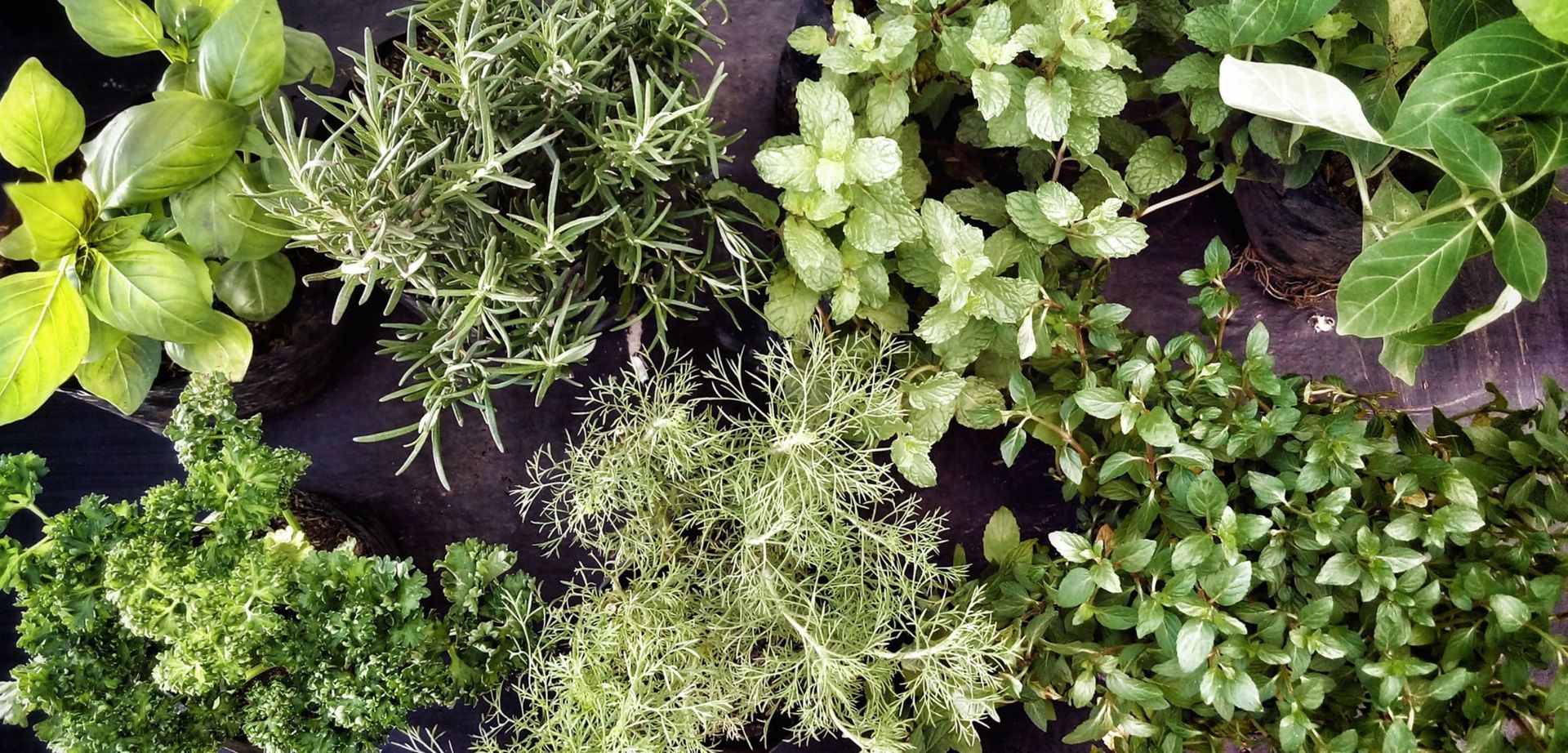 Ferticell® | Herb Crop Program