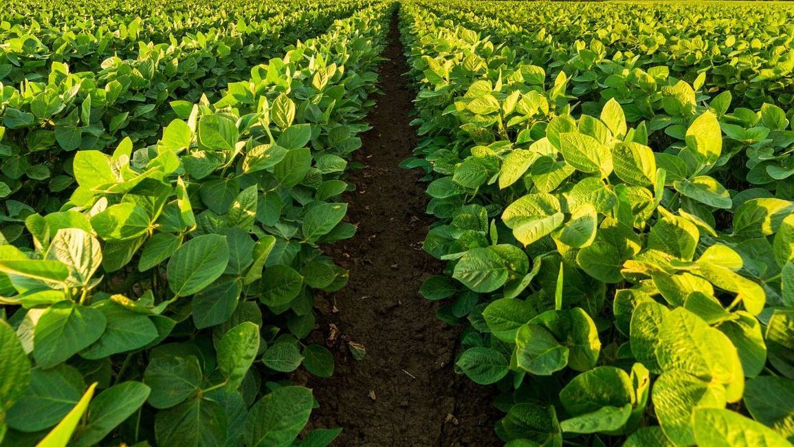 Ferticell® | Corn/Soybean Starter Program