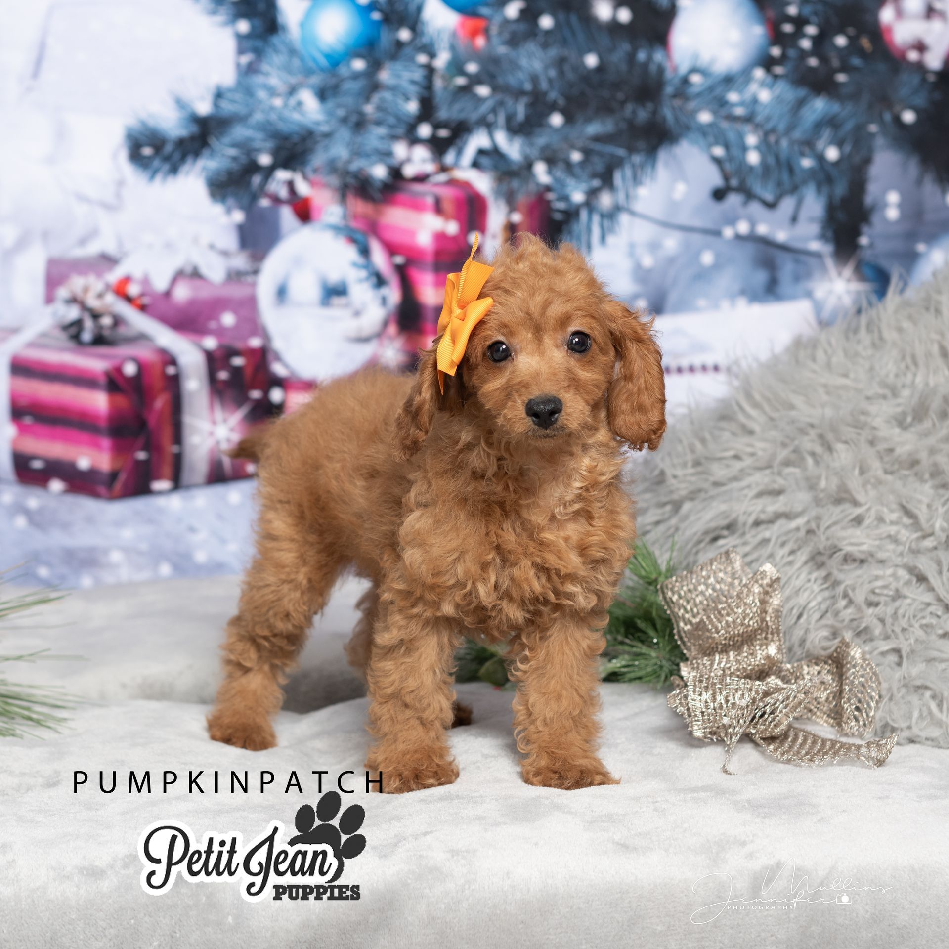 Petit Jean Puppies| Goldendoodles, Cavapoos & Cavapoochons