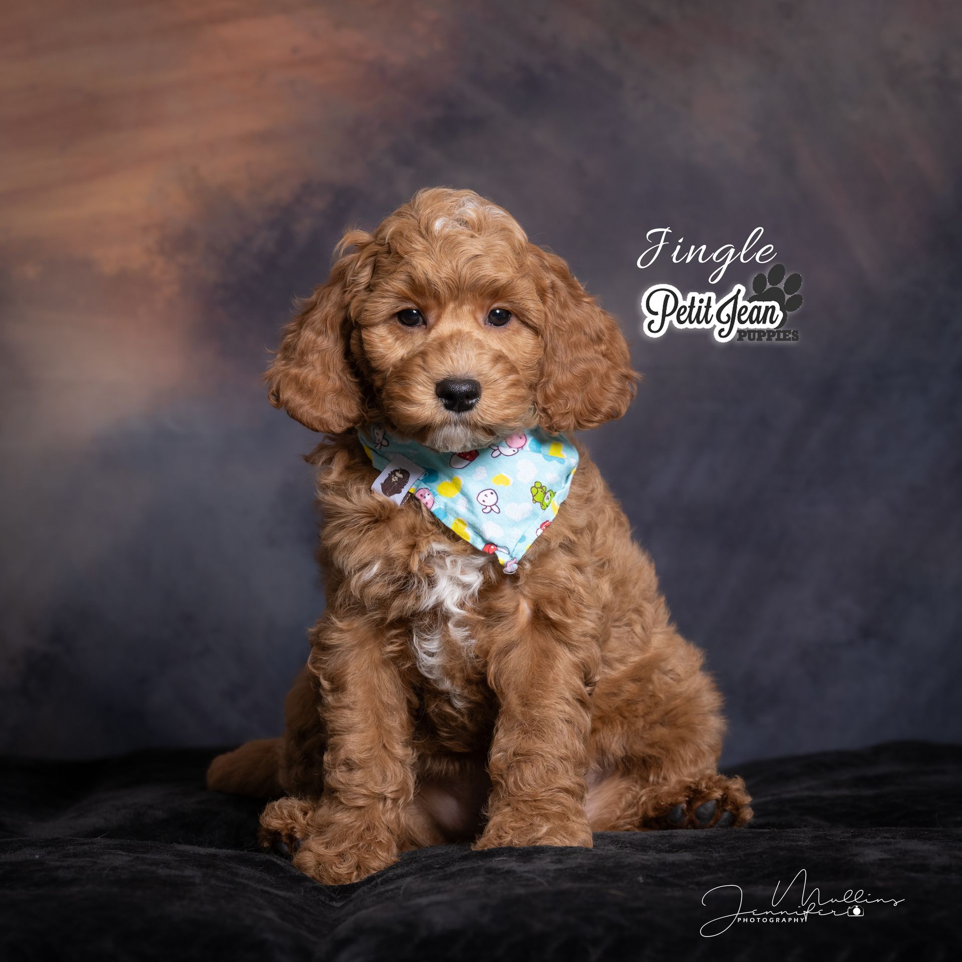 Petit Jean Puppies| Goldendoodles, Cavapoos & Cavapoochons