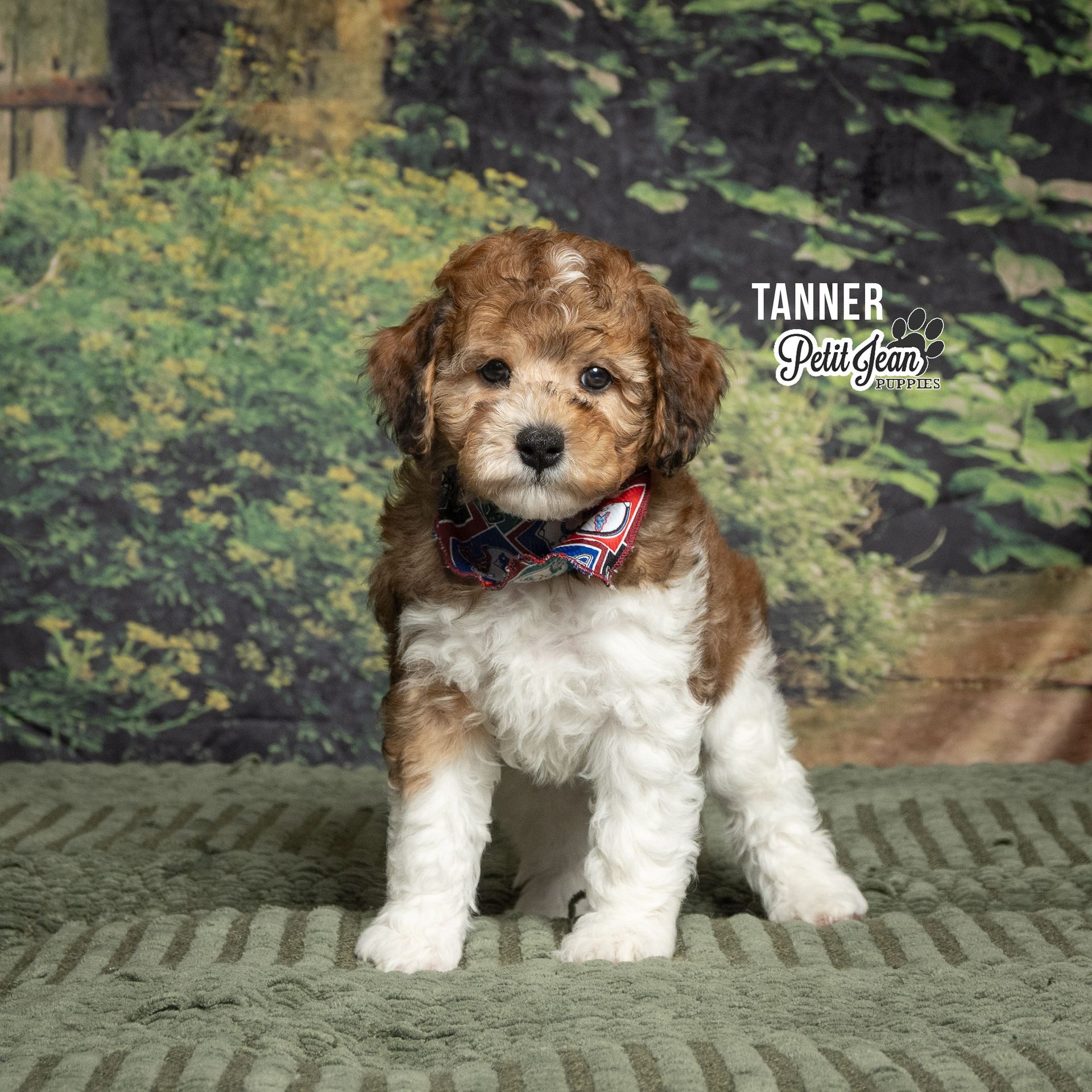 Cavapoo Puppies for Sale | Petit Jean Puppies