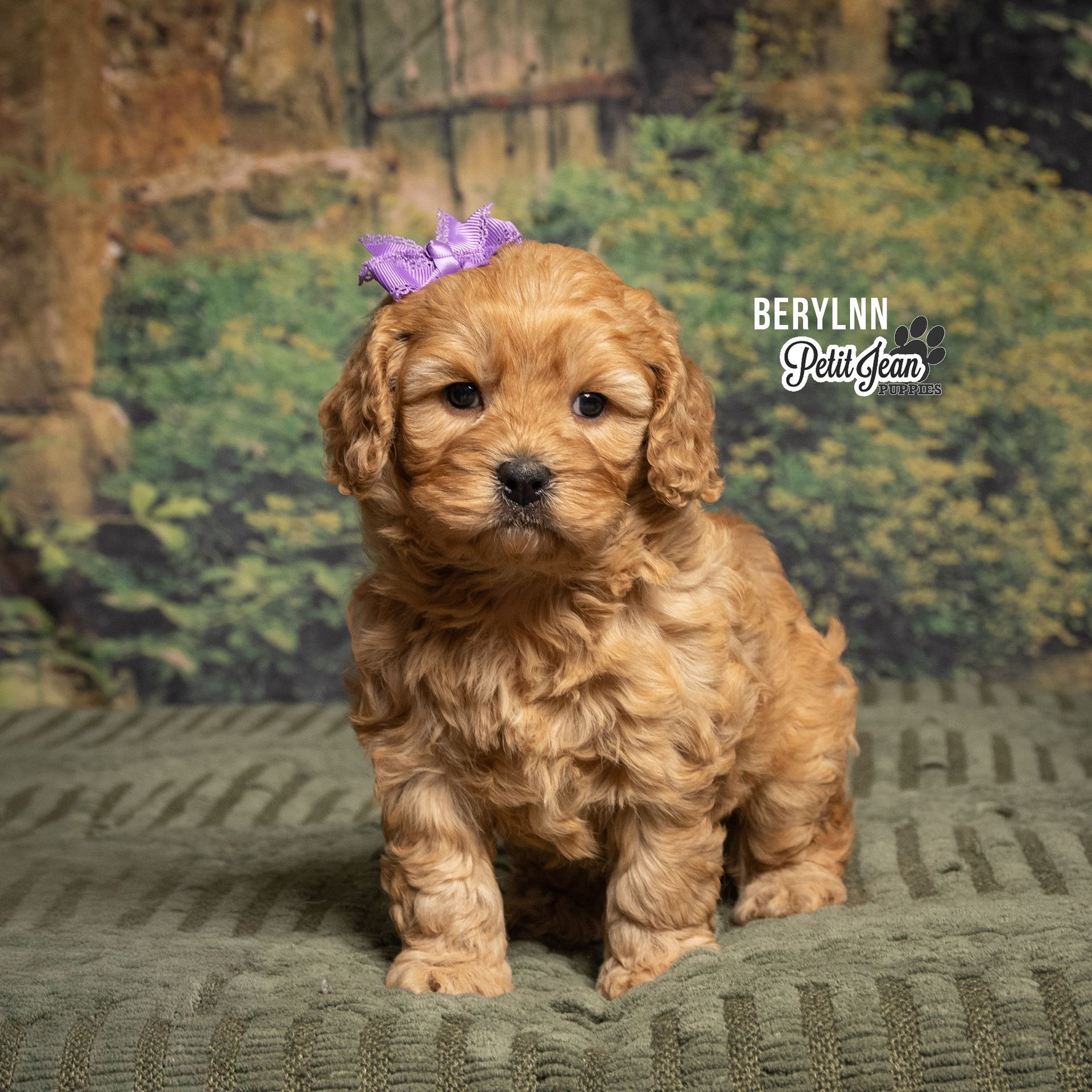 Cavapoo Puppies for Sale | Petit Jean Puppies