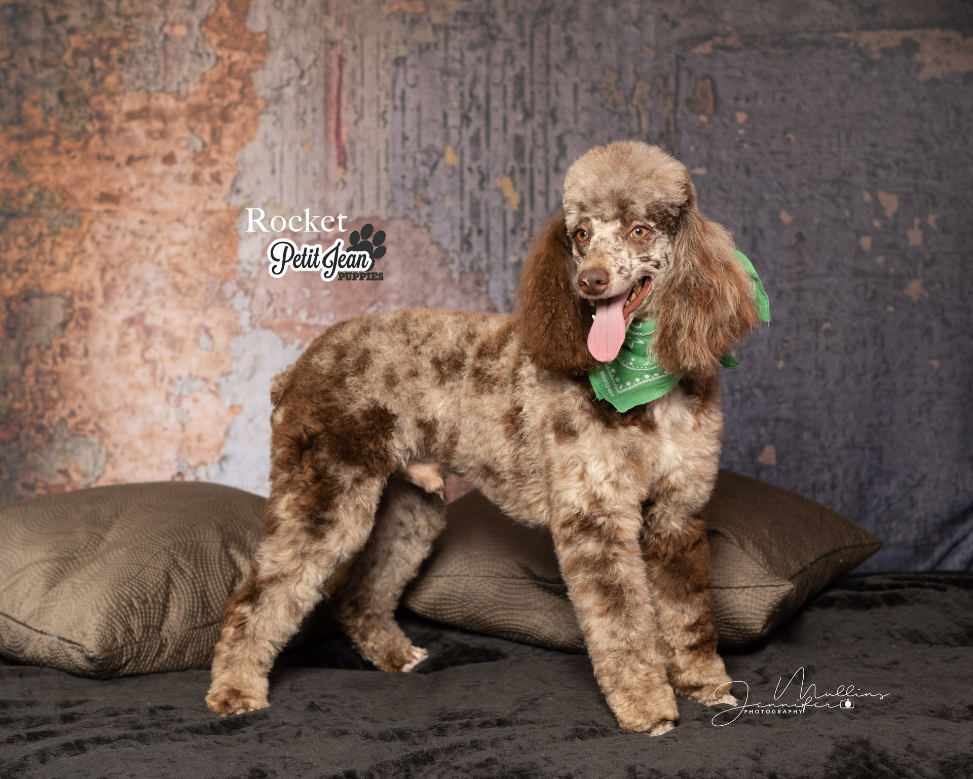 Cavapoo Puppies for Sale | Petit Jean Puppies