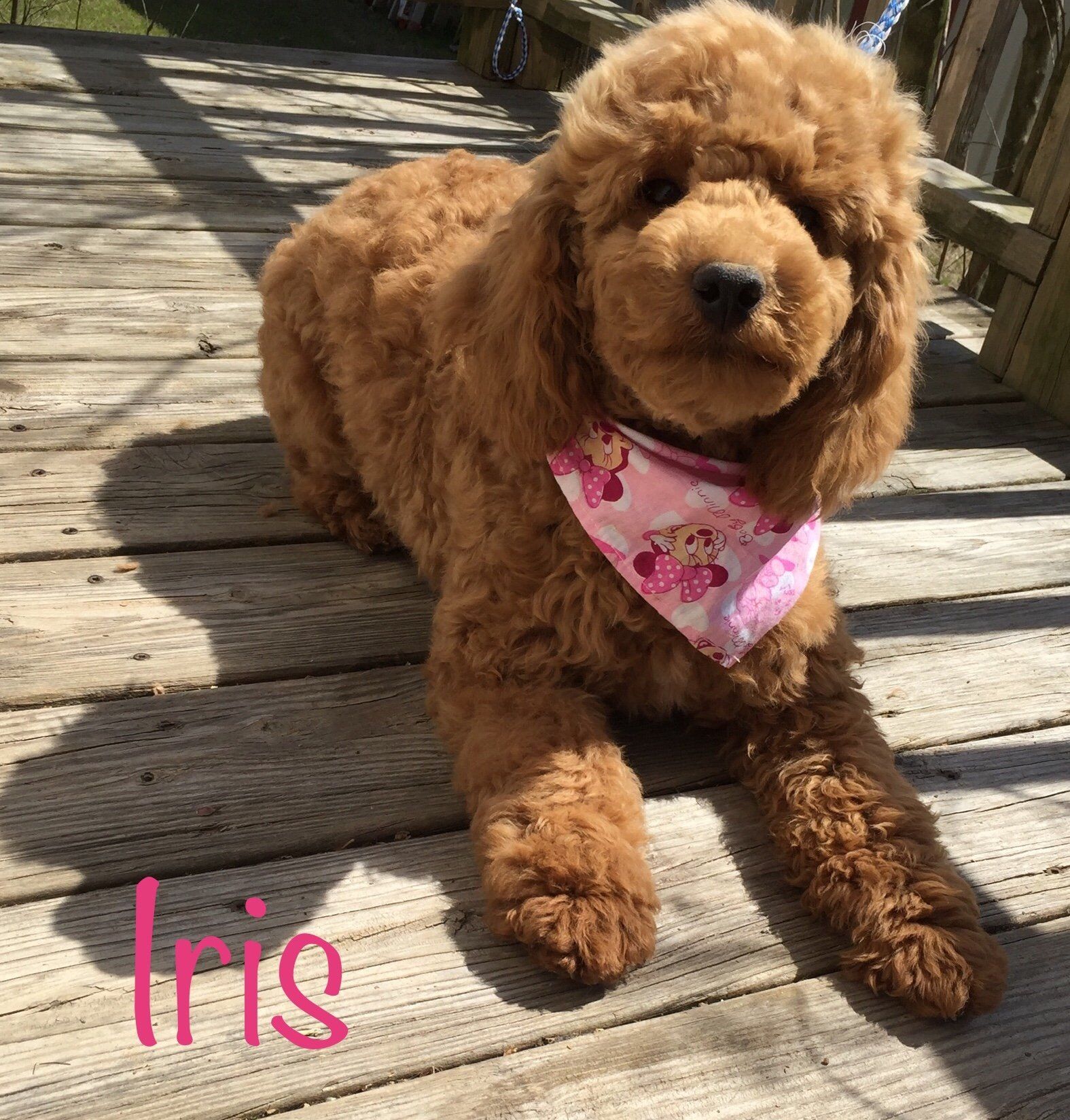 Petit Jean Puppies| Goldendoodles, Cavapoos & Cavapoochons