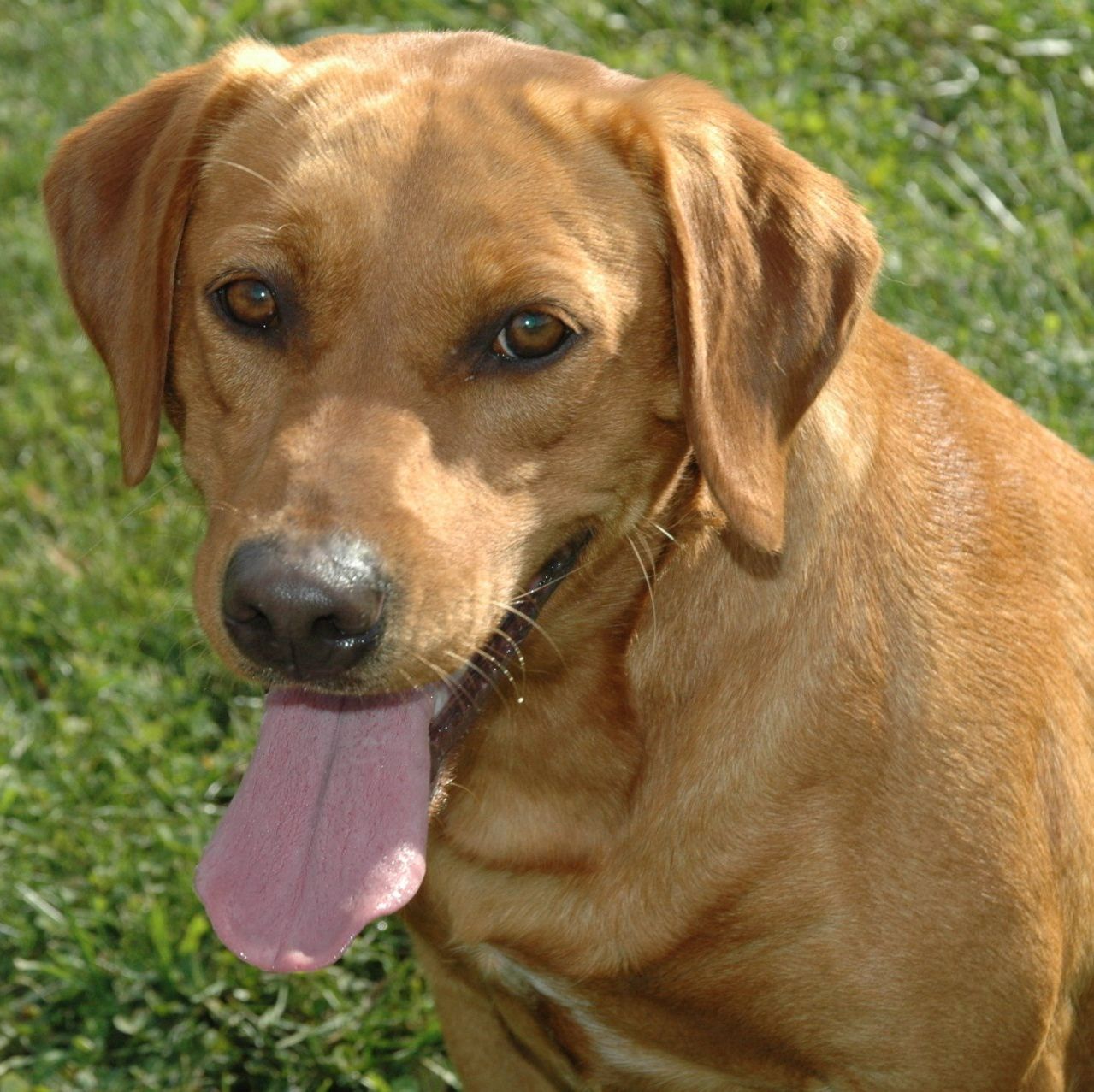 The Hunting Dogs of PLN - Labrador Puppies