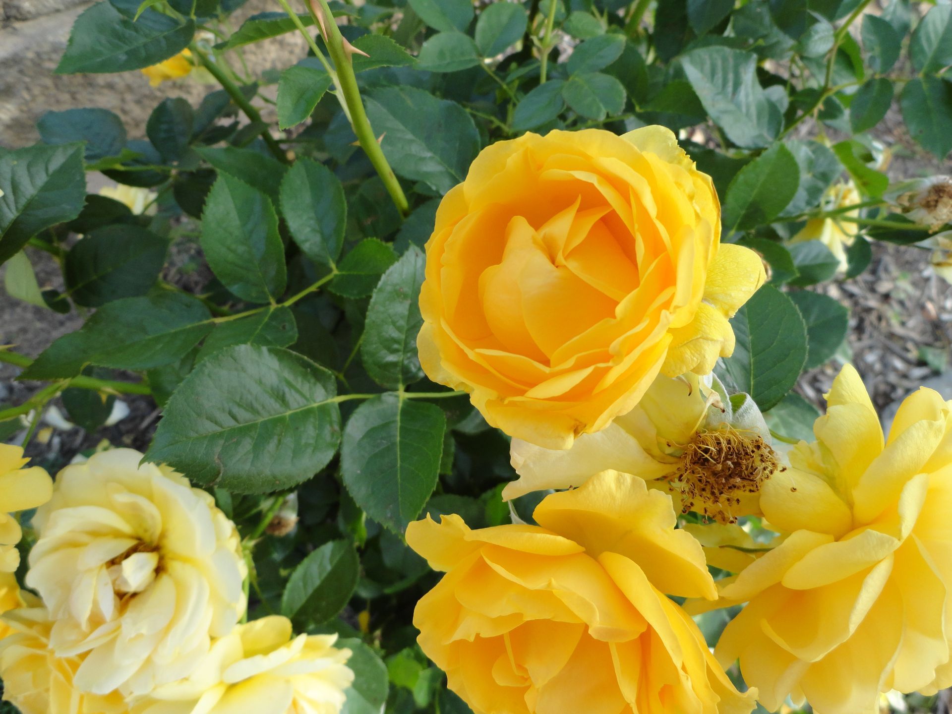 Pictures of Yellow Roses and Orange Roses