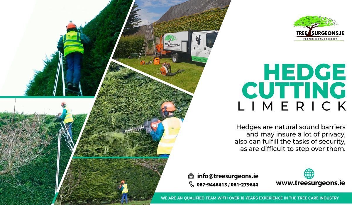 How Hedge Cutting Can Make All The Difference? Let’s Find Out