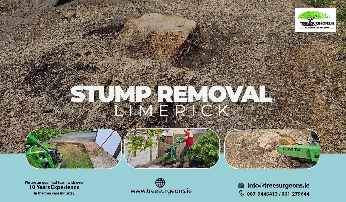Everything to Know about Tree Stump Removal: A Brief Overview