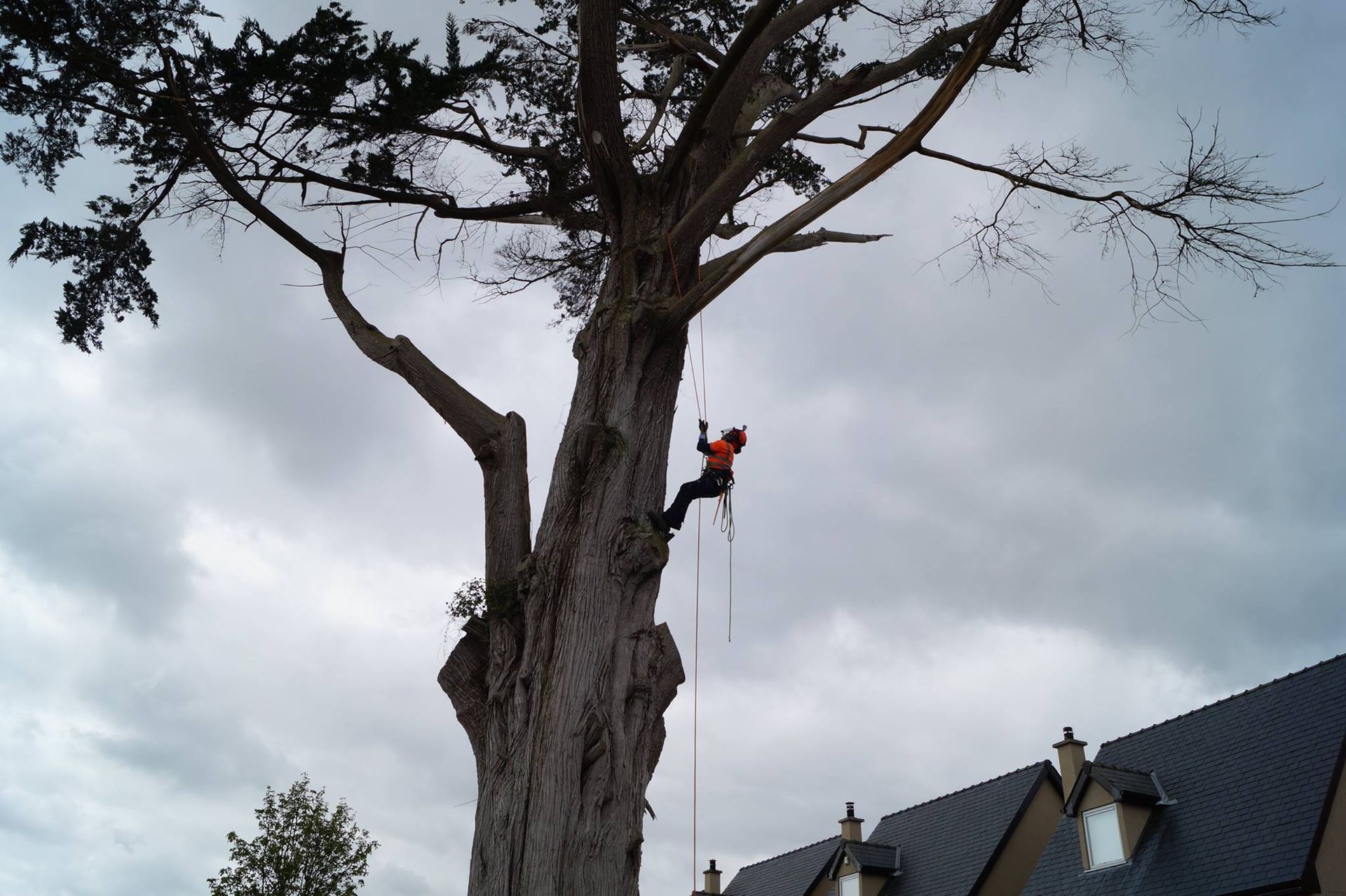 Tree Removal vs. Tree Pruning: Choosing the Right Option for You