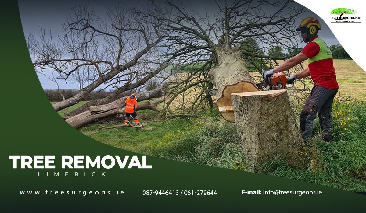 Tree Removal: Signs To Know When To Cut Down A Tree