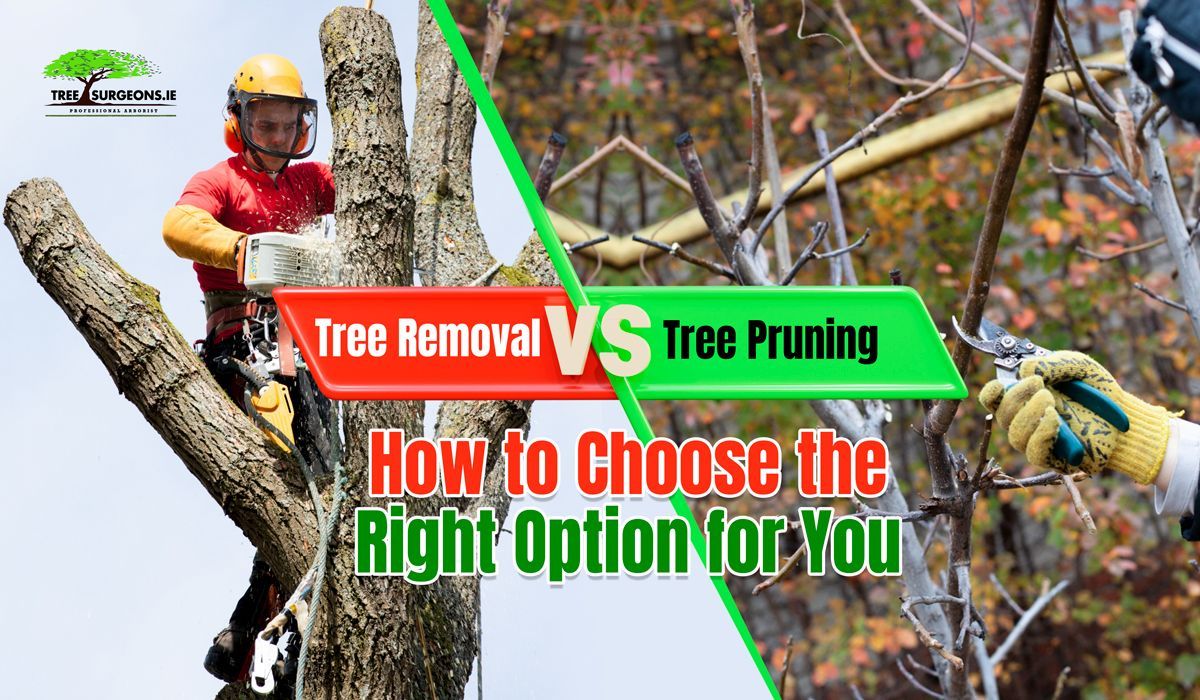 Tree Removal vs. Tree Pruning: Choosing the Right Option for You