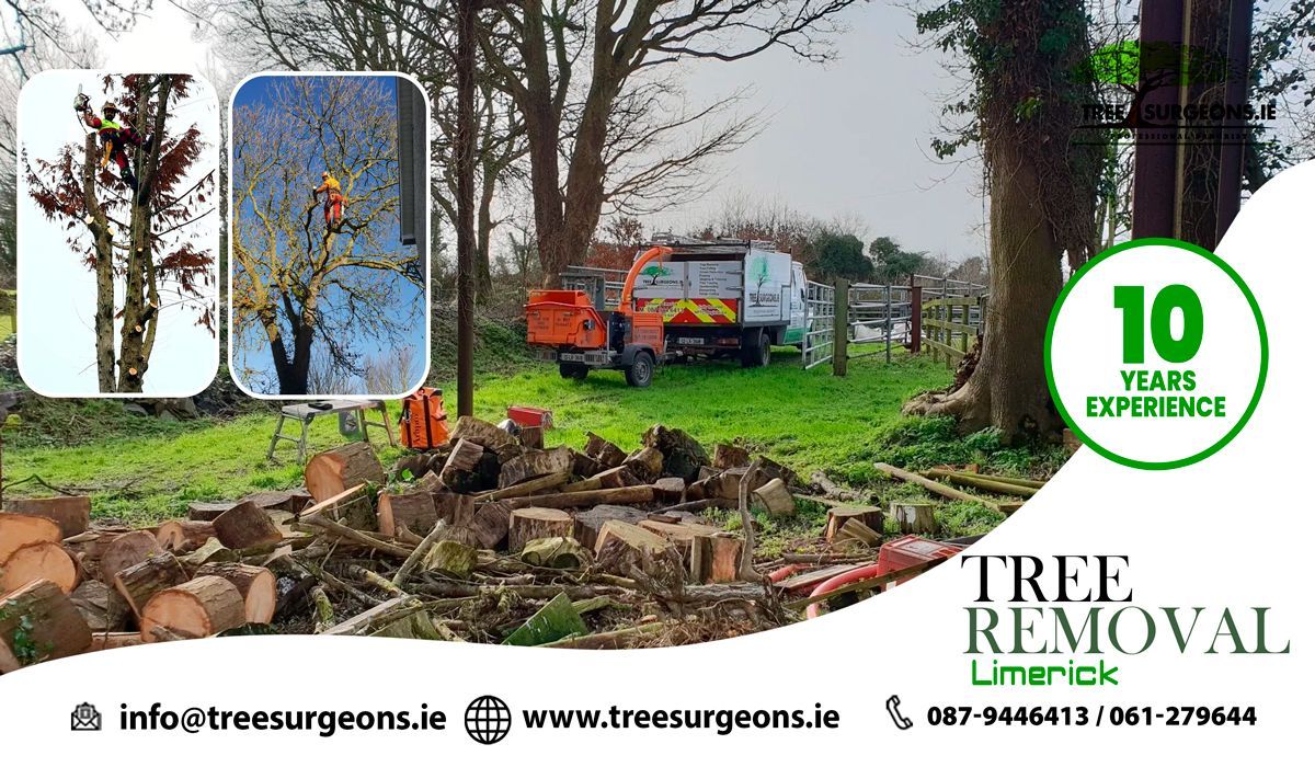Everything to Know about Tree Stump Removal: A Brief Overview