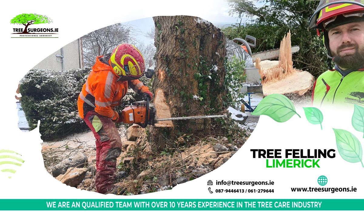 Tree Removal: Signs To Know When To Cut Down A Tree