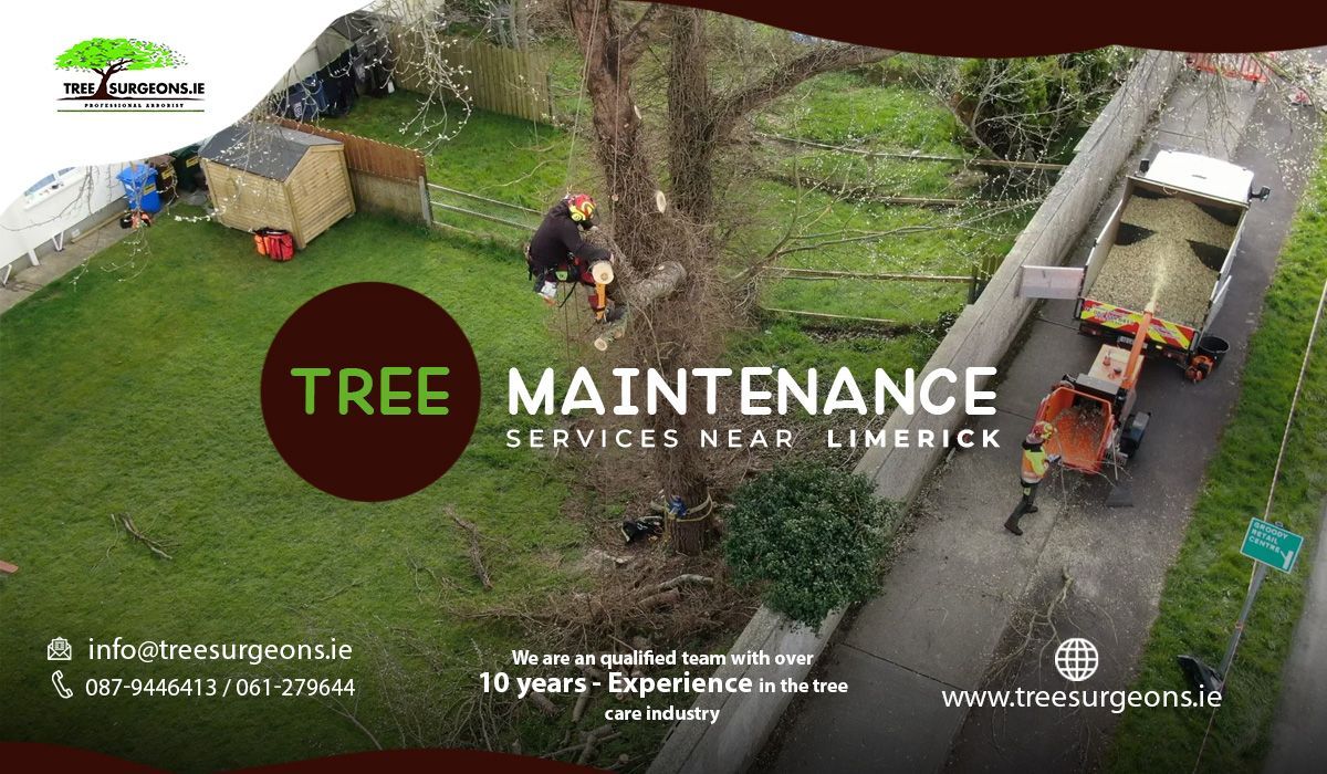 Everything to know about tree maintenance service A brief overview