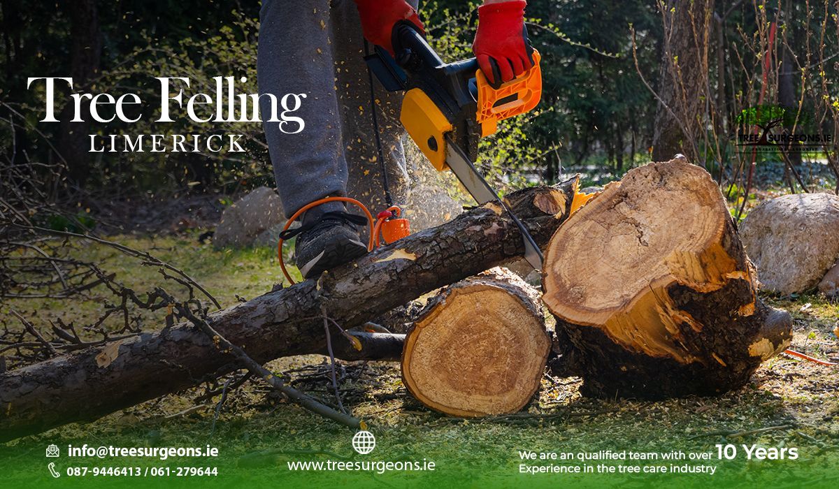 Explore Must-Know Facts About Tree Felling: A Brief Overview