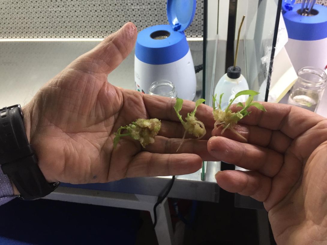 Coltivazione rizomi | Treviglio, BG | Consorzio Madre Terra