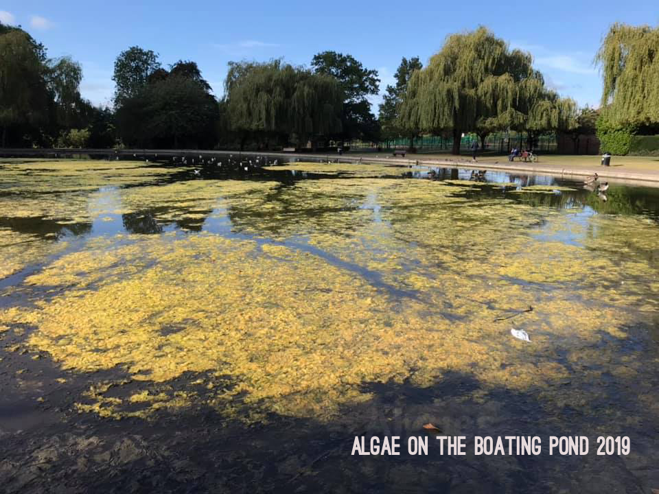 What's the latest on the Model Boating Pond?