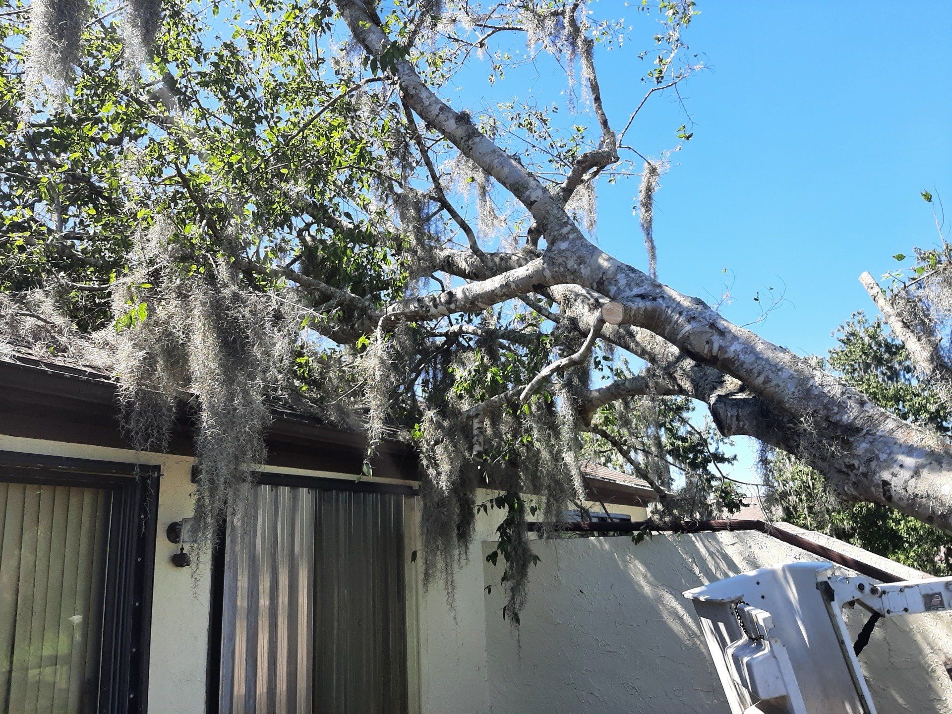 Tree Services – Merritt Island, FL – Redwine’s Tree Service