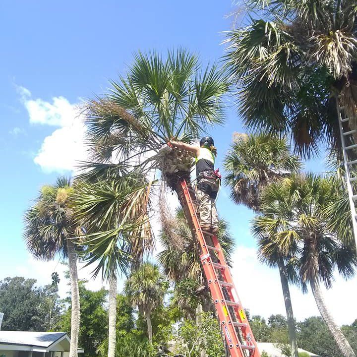 Tree Services – Merritt Island, FL – Redwine’s Tree Service