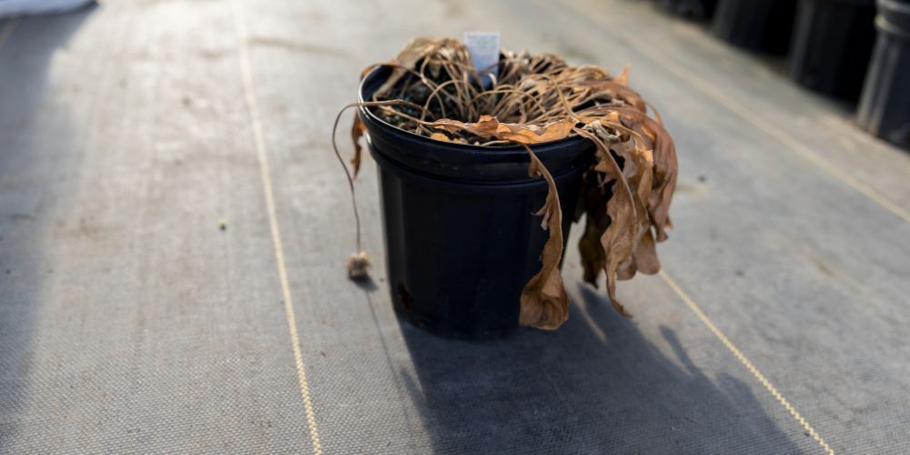 How To Determine If A Plant Is Dead Revival Tips How To Determine If A Plant Is Dead Revival Tips