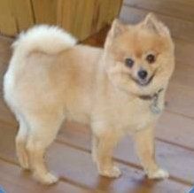 Lion Cut | Hair Cuts | Pomeranian Information Center