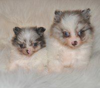 Merle Pomeranians | Pomeranian Information Center