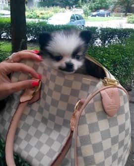 Pomeranian Ears Problems & Care | Infections | Cleaning