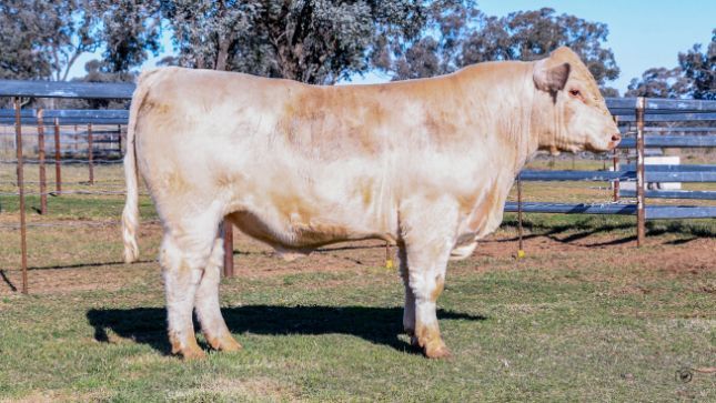 Shorthorns | Bungulla Partnership