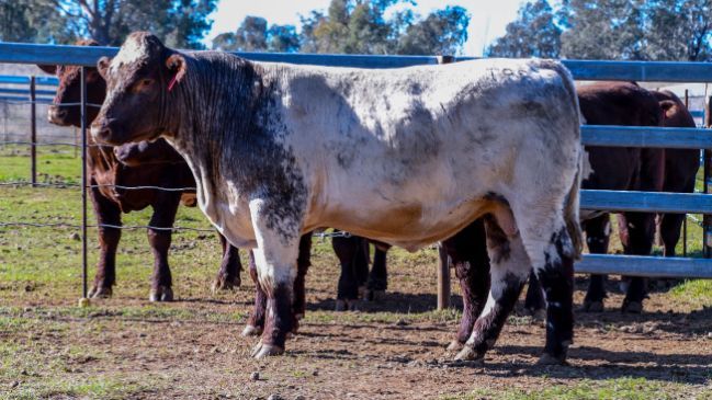 Shorthorns | Bungulla Partnership
