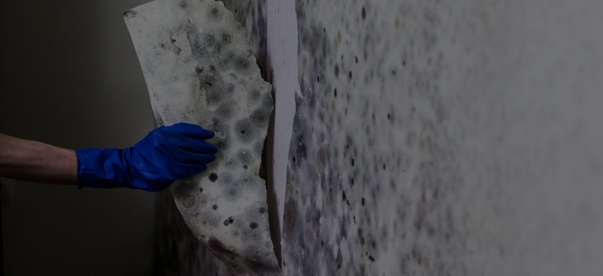 Understanding Mold Remediation and Its Benefits