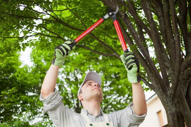 Unveiling the Crucial Benefits of Tree Trimming Services - CreativeIdealHub