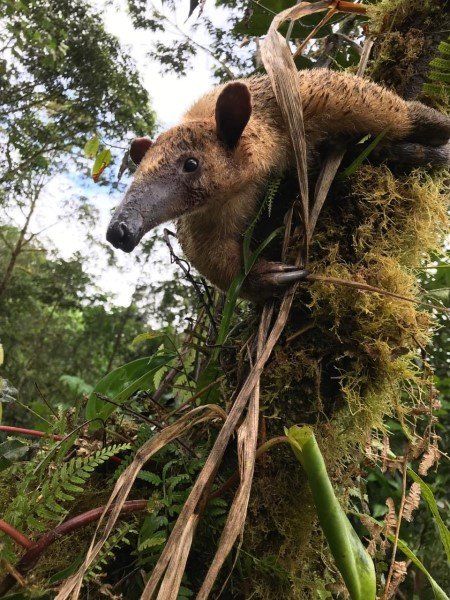 Rainforest Anteater