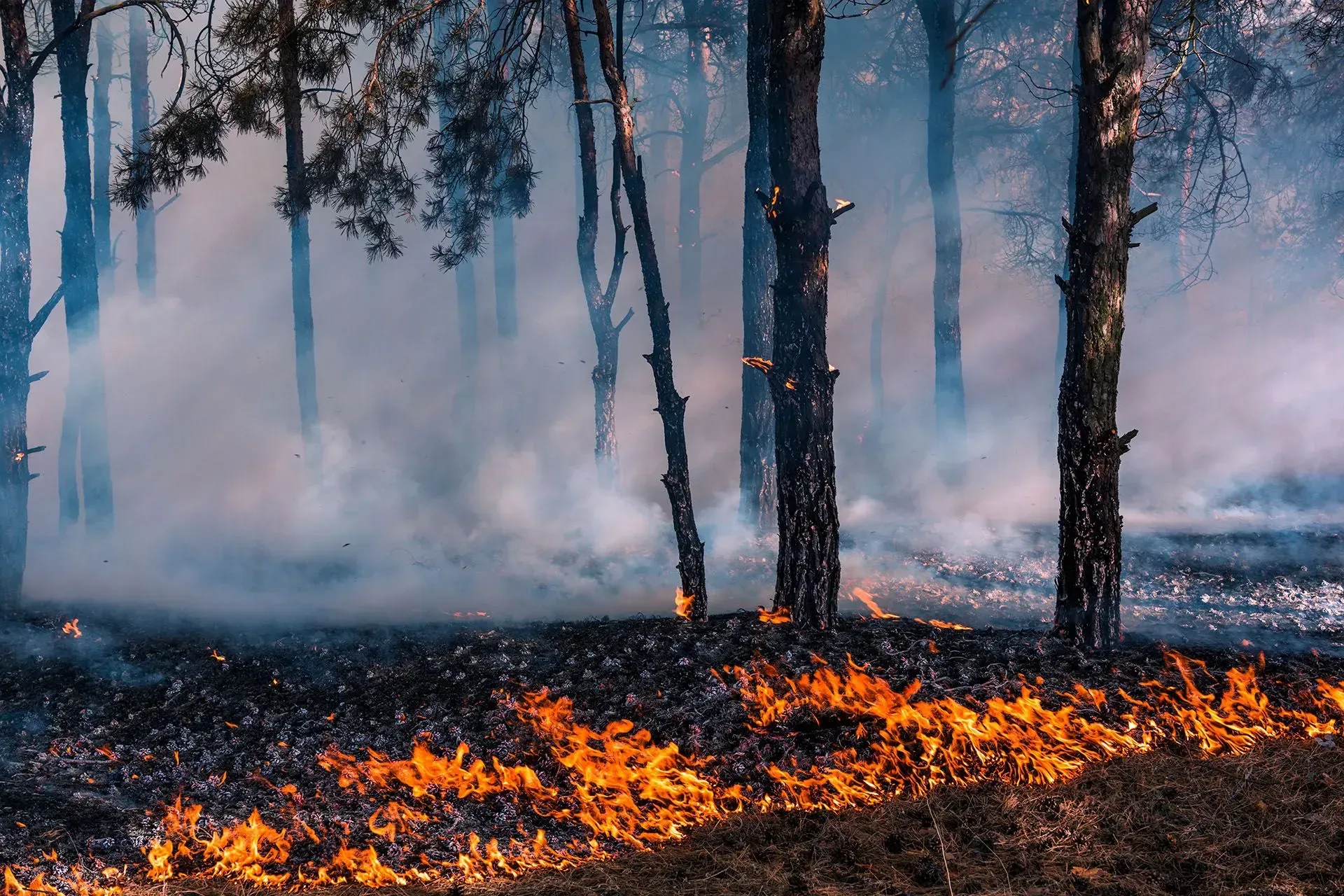 What Is Ember Attack and How to Protect Your Home Against It?