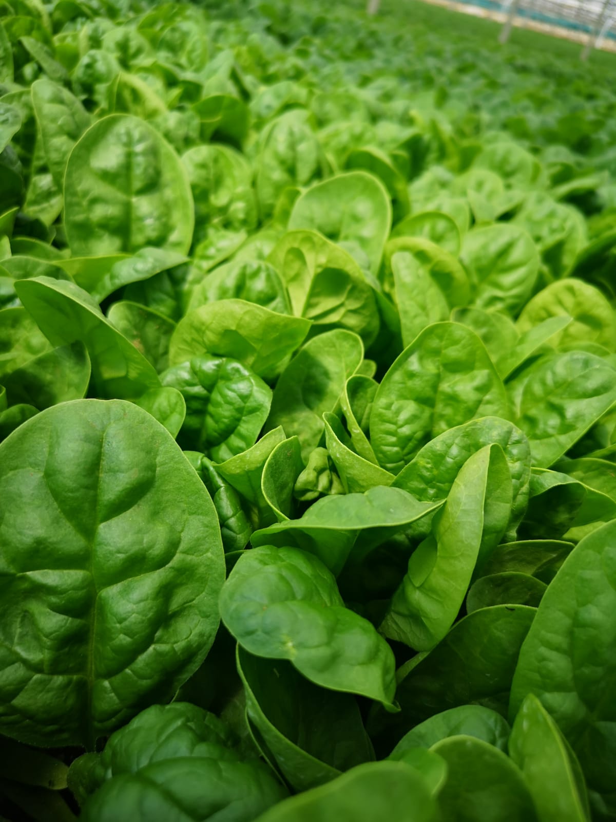 Produzione spinacio - Bellizzi, Salerno - Azienda agricola Piscitiello