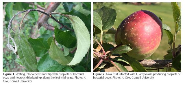 Apple Blight Scouting For Blossom Blight Symptoms Of Fire Blight In