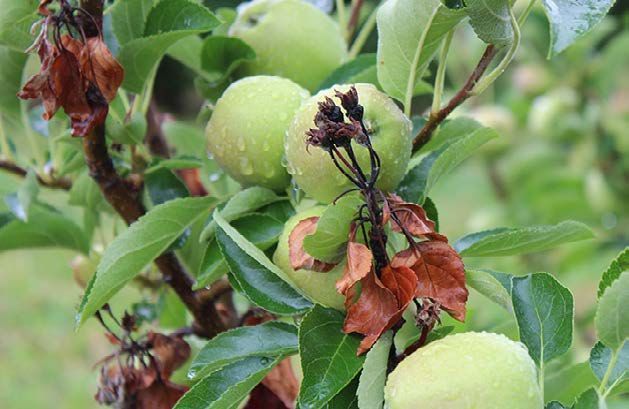 Apple Blight Scouting For Blossom Blight Symptoms Of Fire Blight In