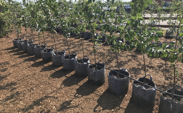 Apple Tree Farm