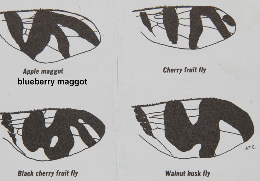 Getting Ready for Apple Magott