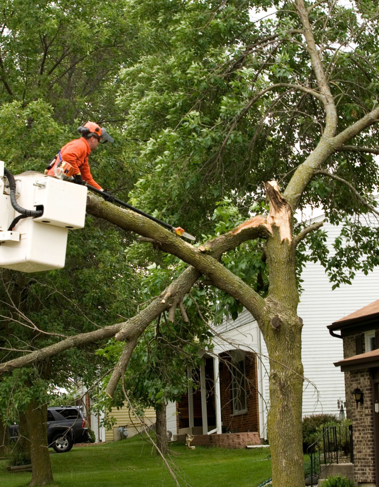 Why Trimming Trees Near Your Gutters and Roof is Vital