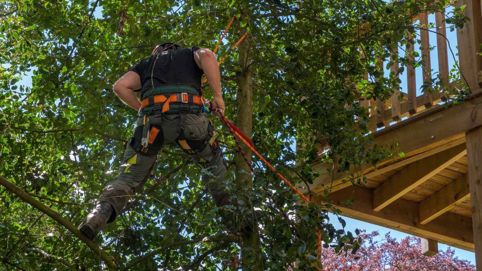 The Art of Tree Pruning | GDE Tree Services | 07 3910 3439