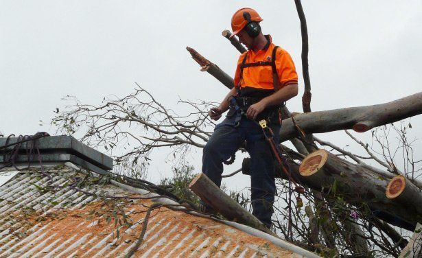 Expert Tree Services - Tree Removal, Lopping, Pruning & More